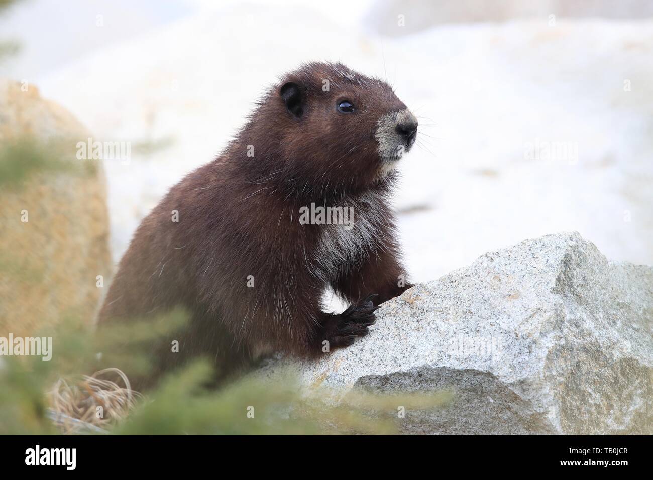 Vancouver island marmots hi-res stock photography and images - Alamy