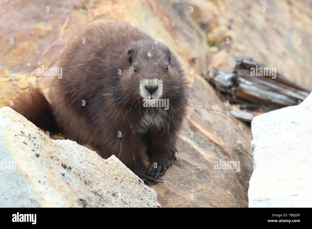Vancouver Island marmot Stock Photo - Alamy