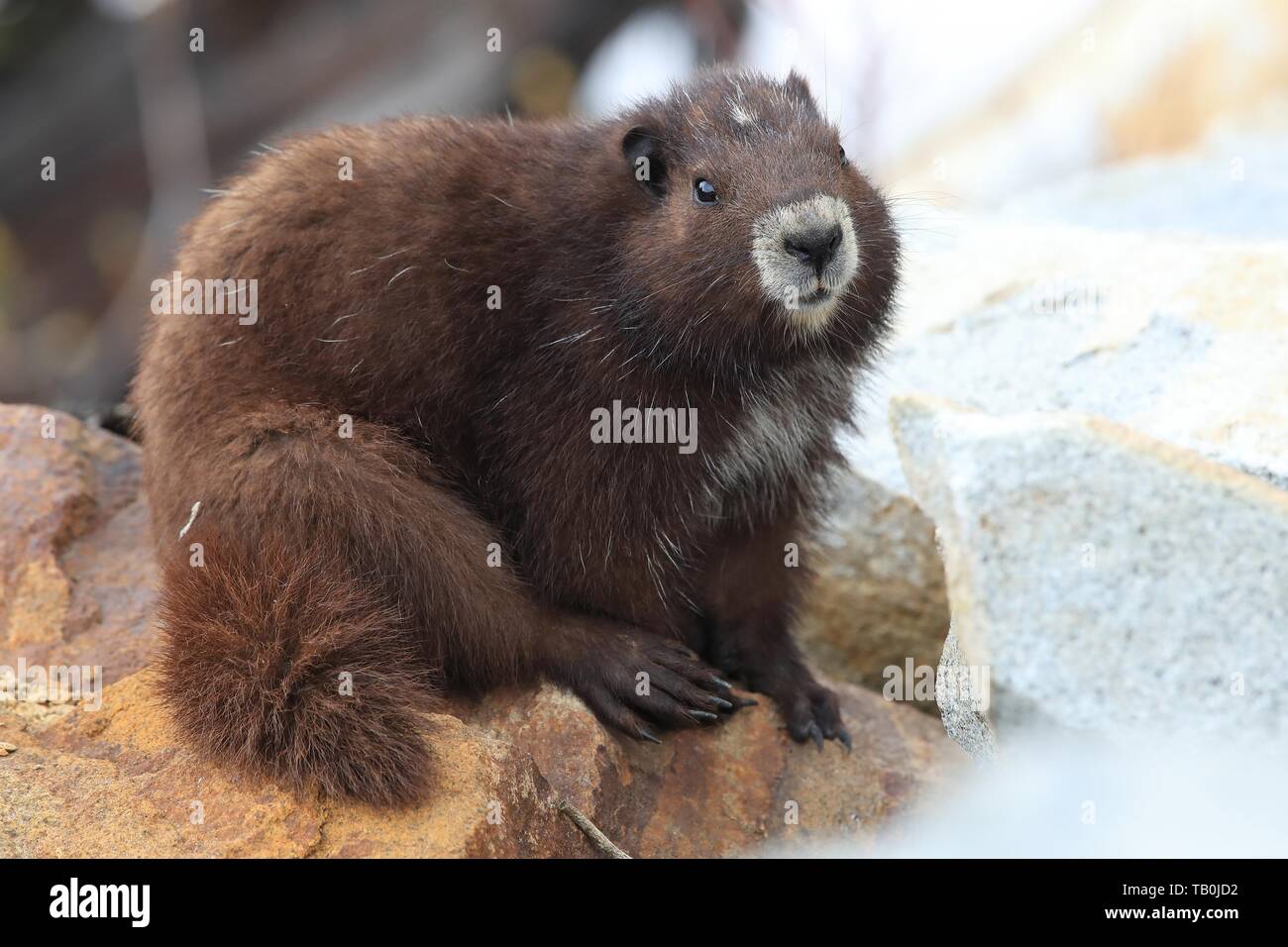 Vancouver Island marmot Stock Photo - Alamy