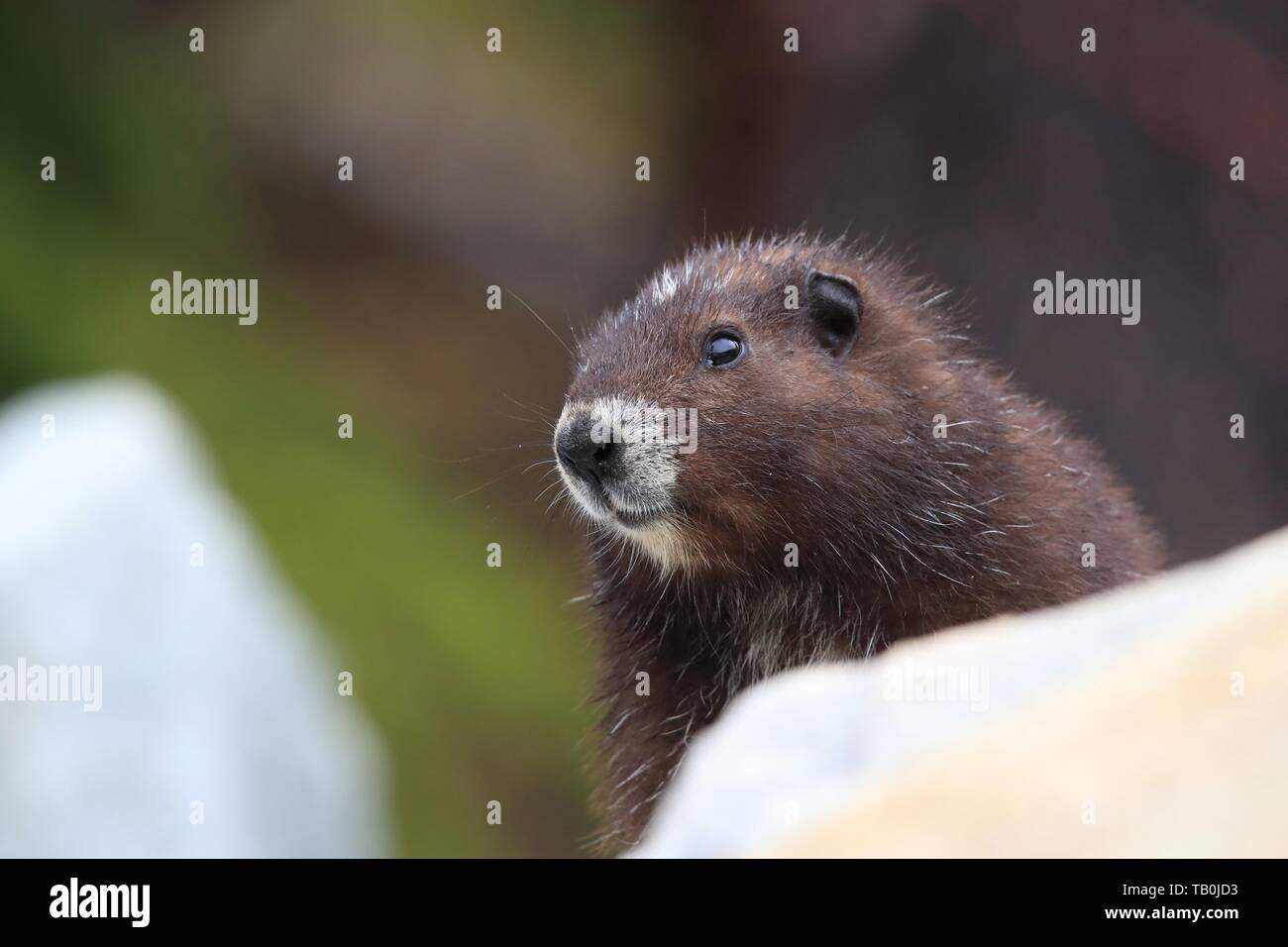 Vancouver Island marmot Stock Photo - Alamy