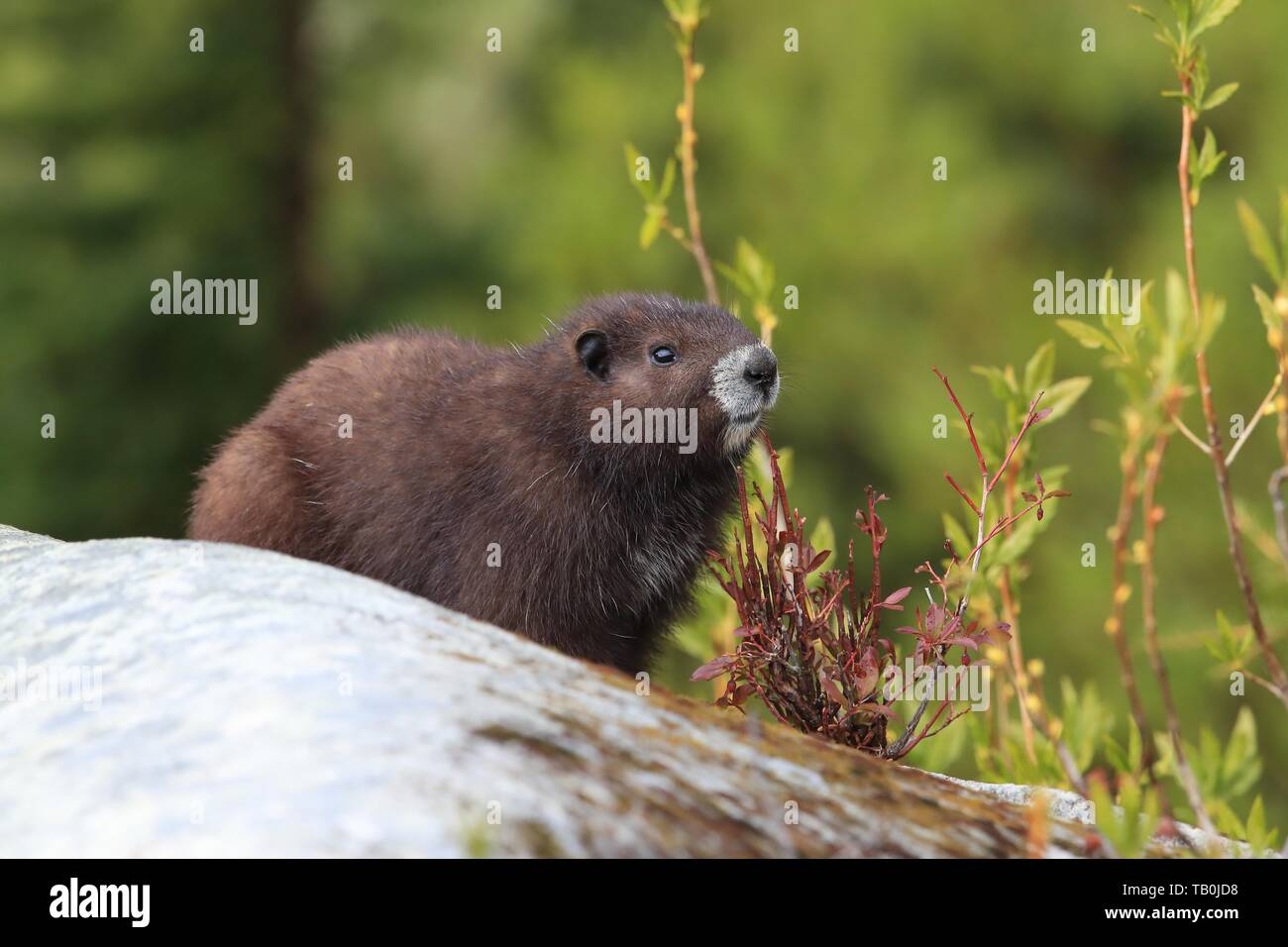 Vancouver Island marmot Stock Photo - Alamy