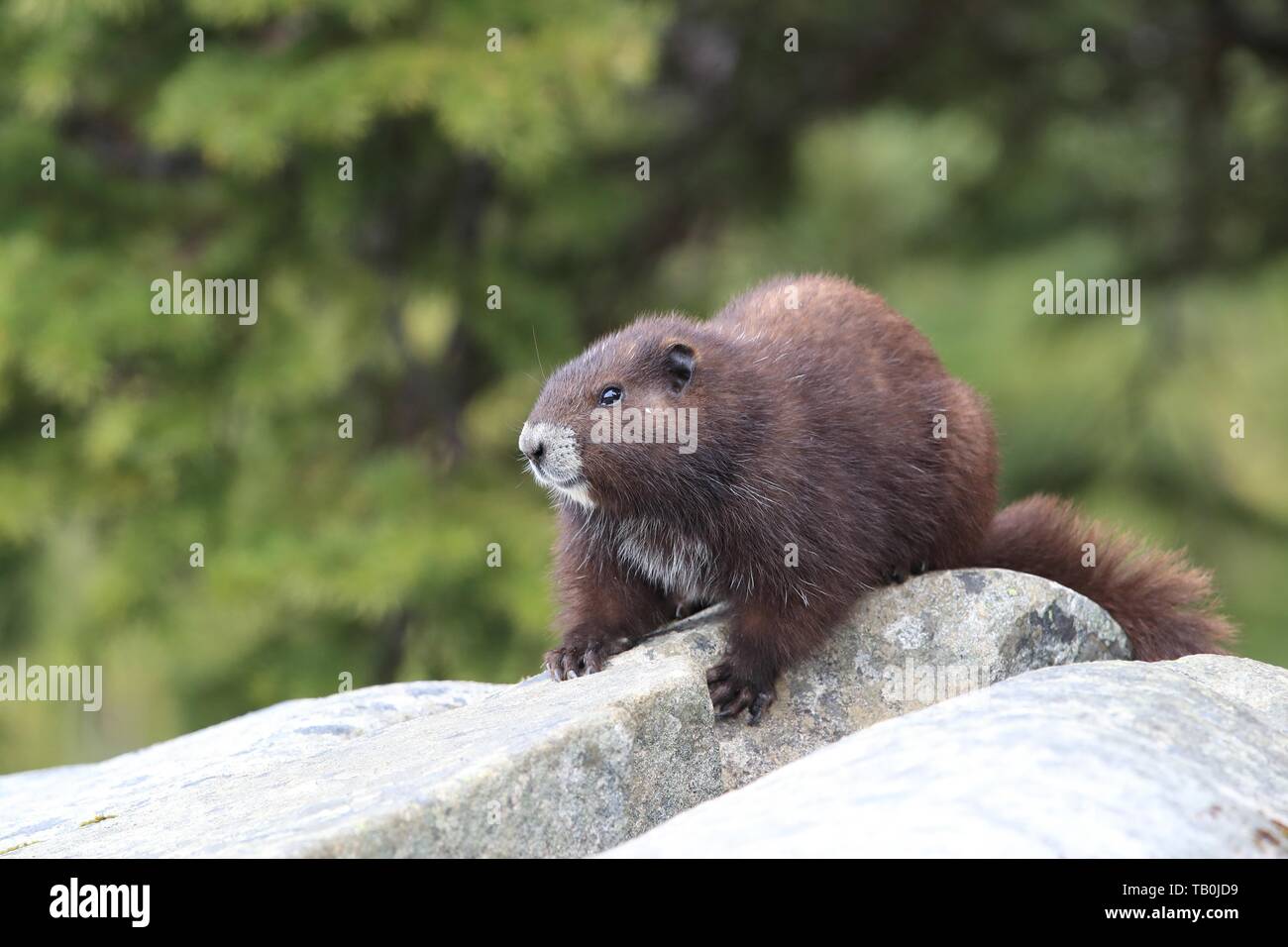 Vancouver Island marmot Stock Photo - Alamy