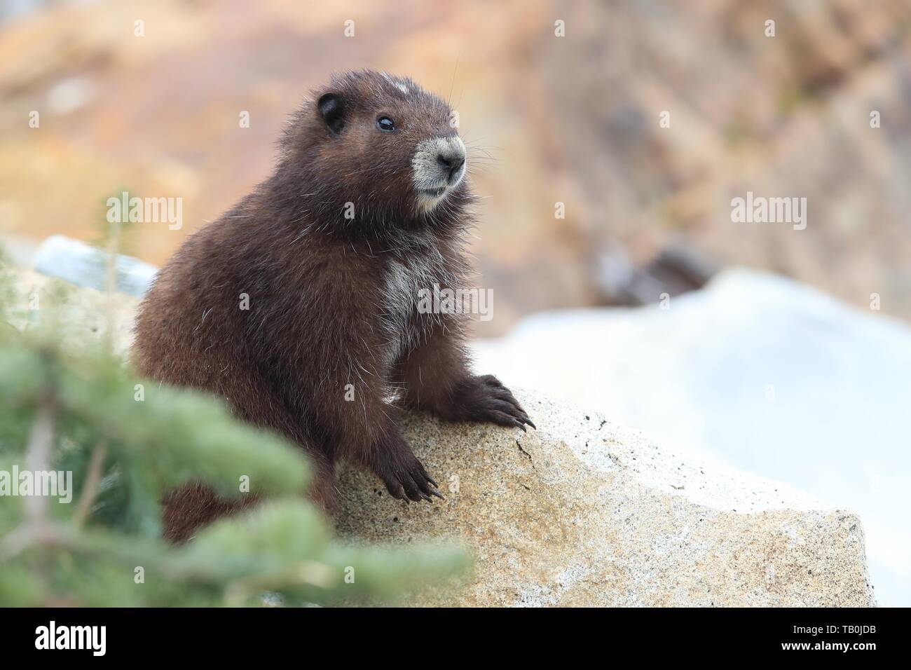 Vancouver Island marmot Stock Photo - Alamy