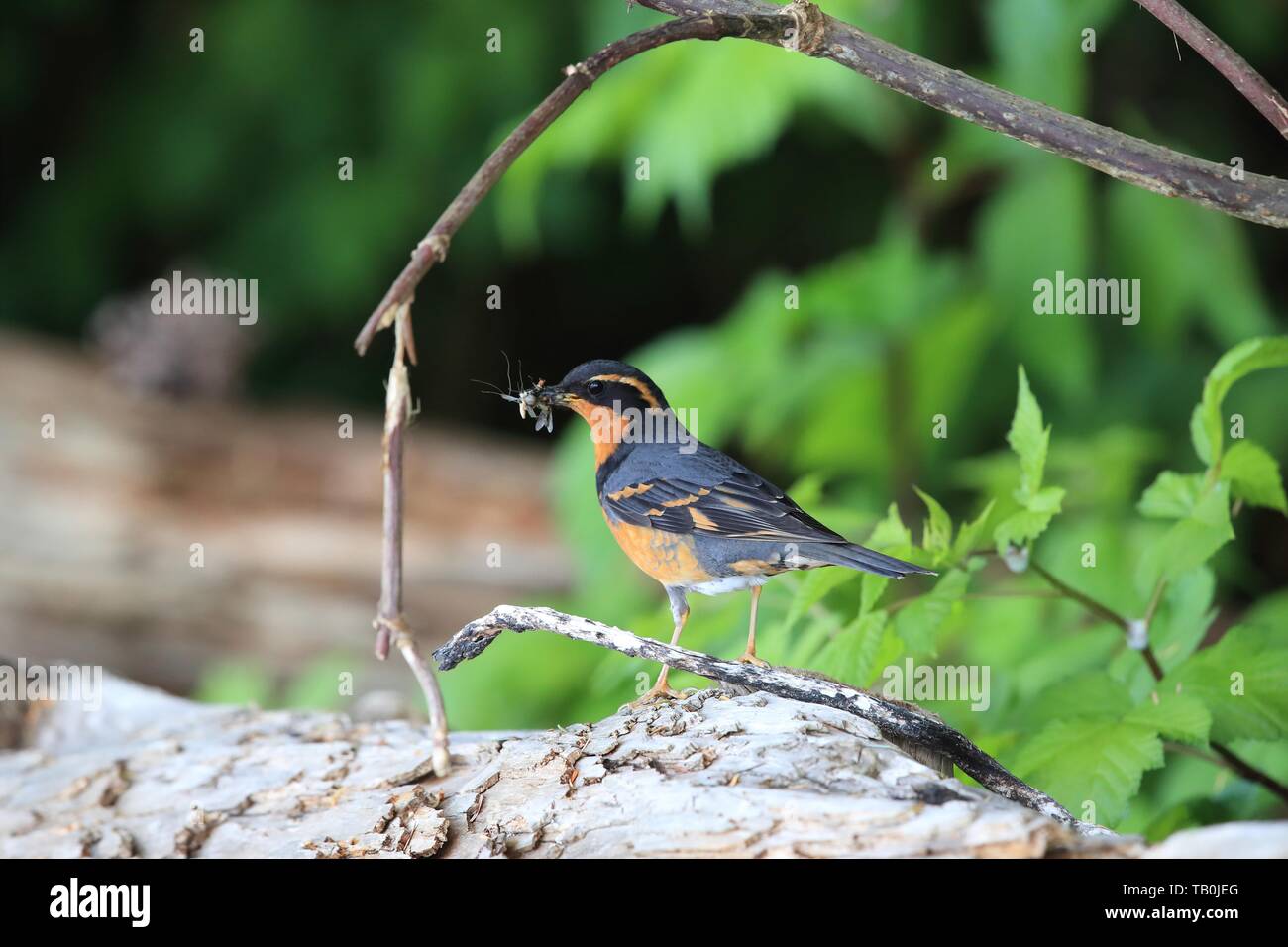 Varied thrushes hi-res stock photography and images - Alamy