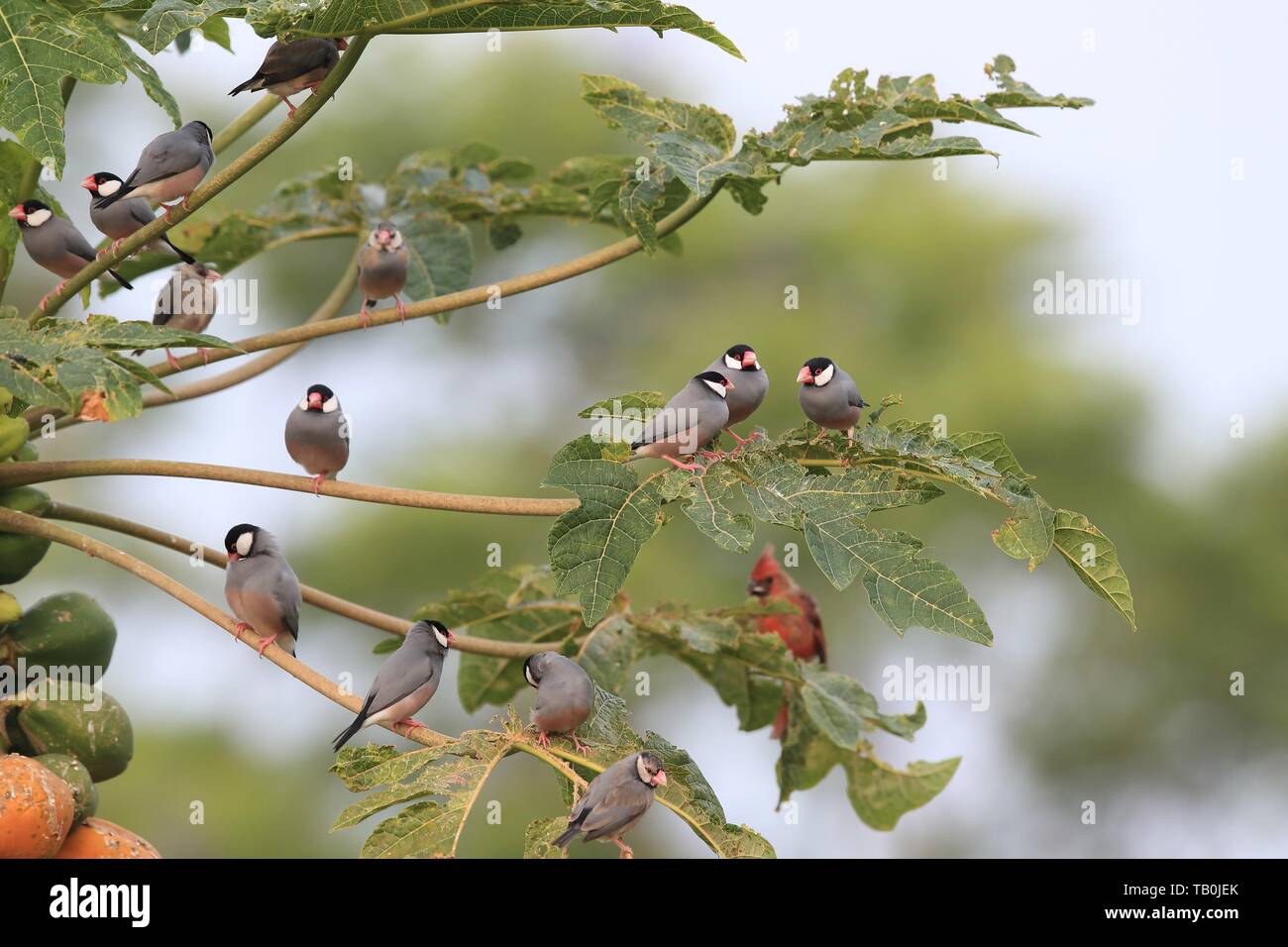 Group finches hi-res stock photography and images - Alamy