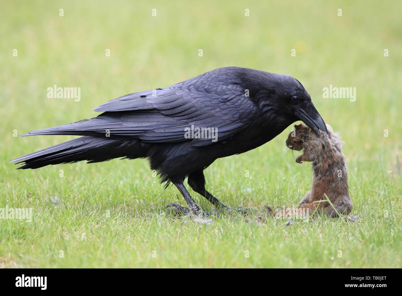Raven meadows hi-res stock photography and images - Alamy