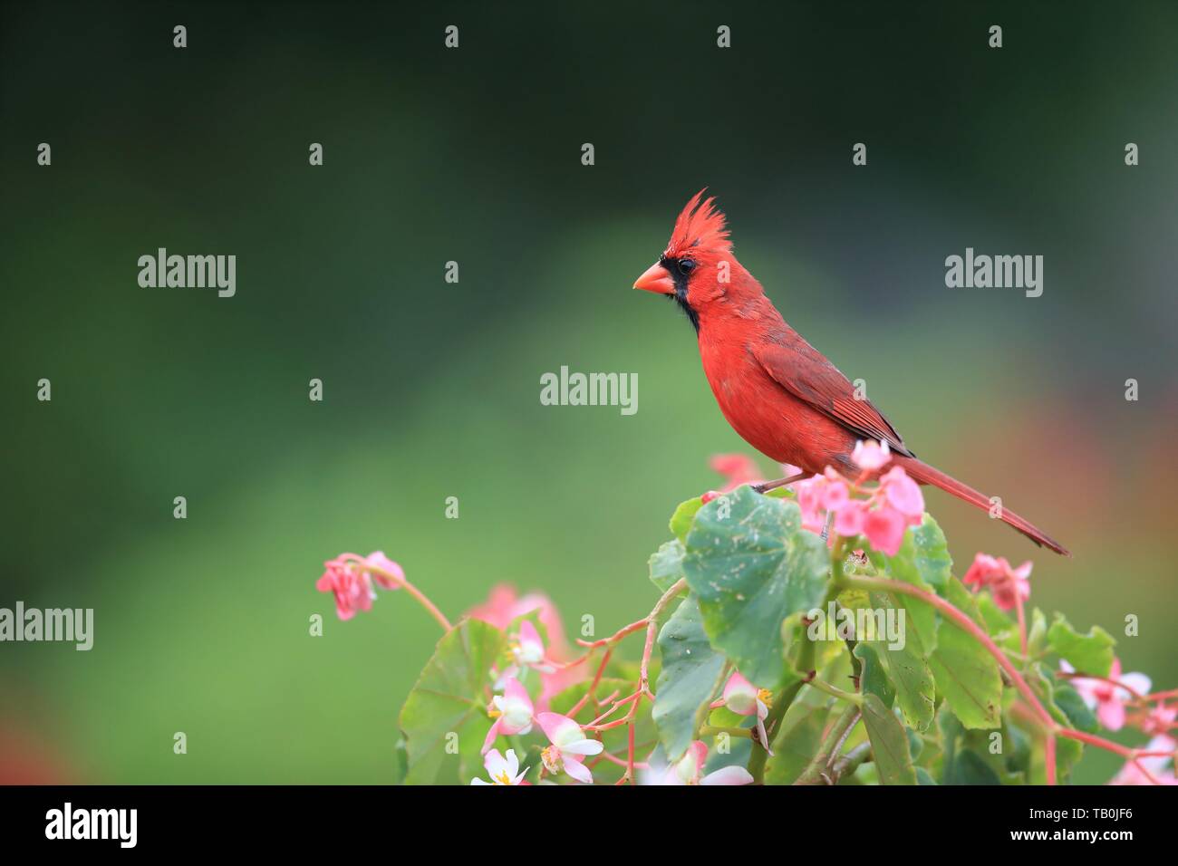 Gray tailed cardinal hi-res stock photography and images - Alamy