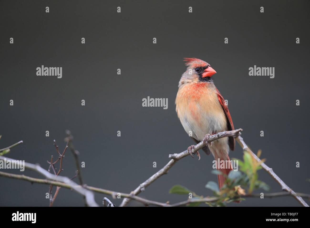 Gray tailed cardinal hi-res stock photography and images - Alamy