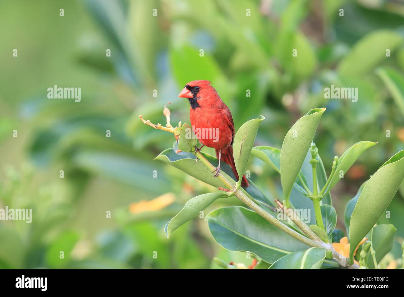 Gray tailed cardinal hi-res stock photography and images - Alamy