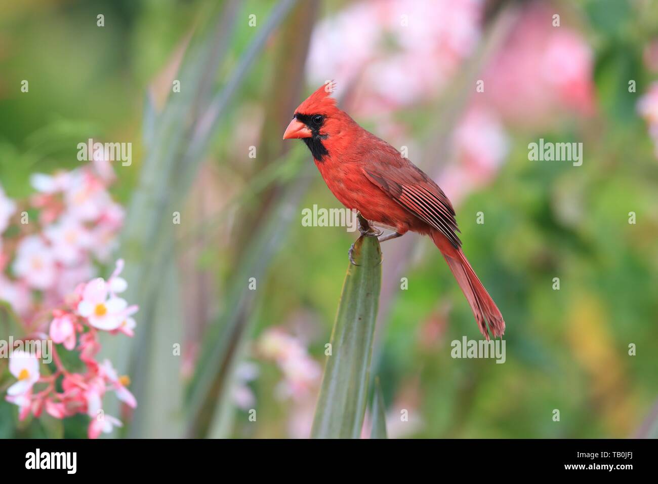 Gray tailed cardinal hi-res stock photography and images - Alamy