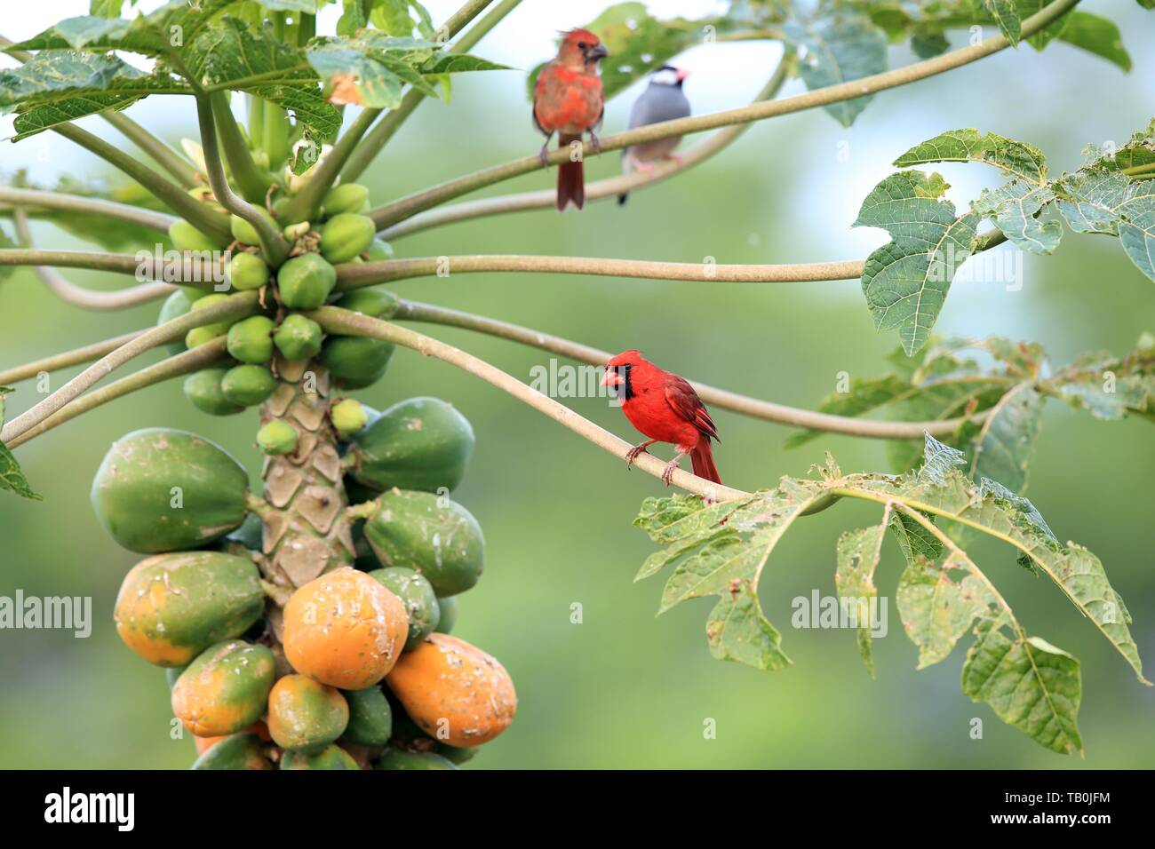 Grey crested finch hi-res stock photography and images - Alamy