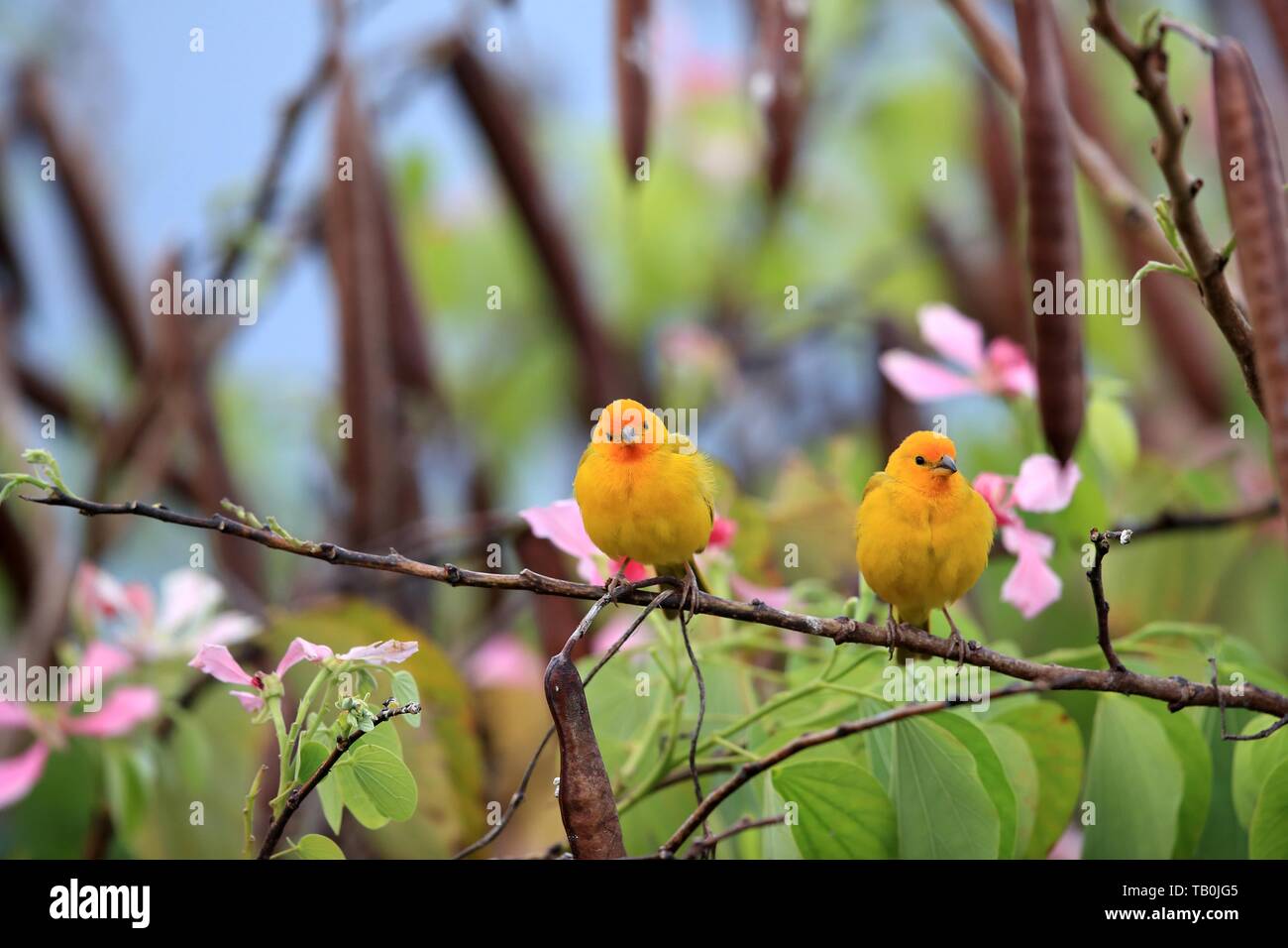 Several finches hi-res stock photography and images - Alamy