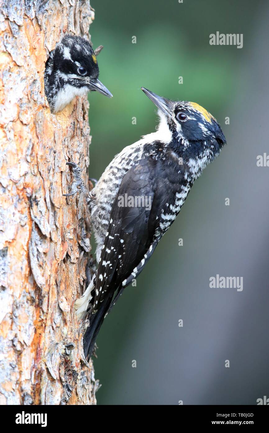 Baby Woodpeckers High Resolution Stock Photography and Images - Alamy