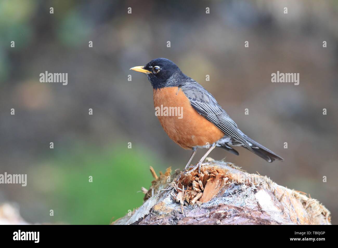 Red breasted thrush hi-res stock photography and images - Alamy