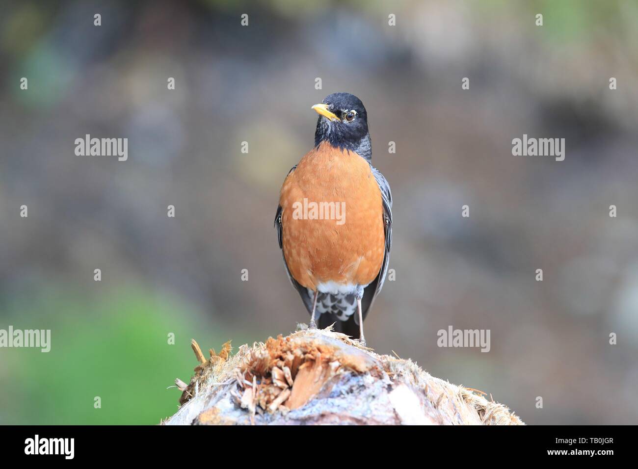 Red breasted thrush hi-res stock photography and images - Alamy