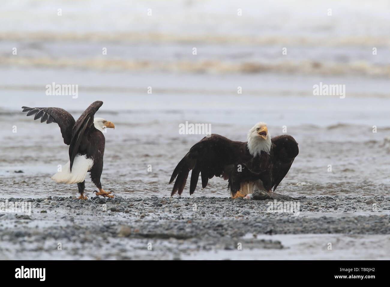 Two headed eagles hi-res stock photography and images - Alamy