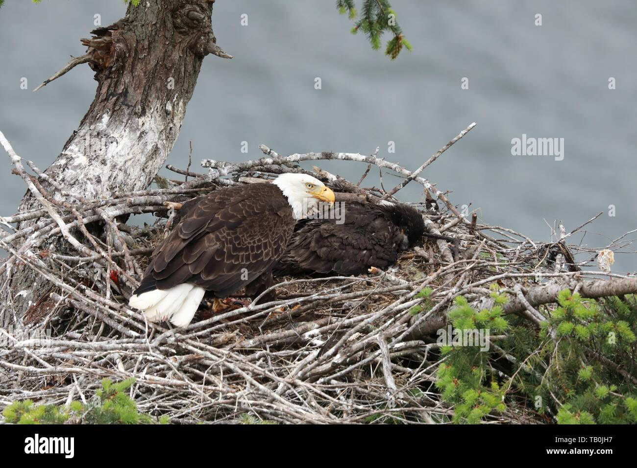 American eagles hi-res stock photography and images - Alamy