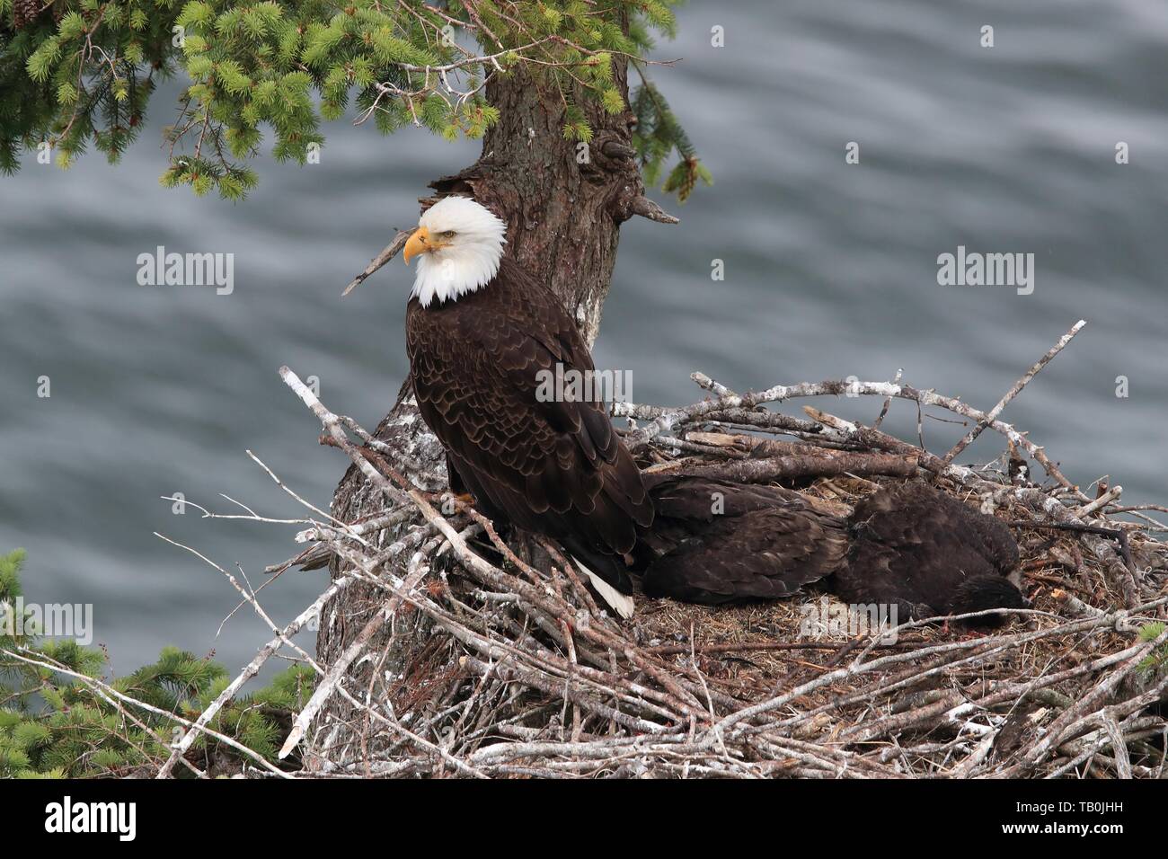 American bald eagle chicks hi-res stock photography and images - Alamy