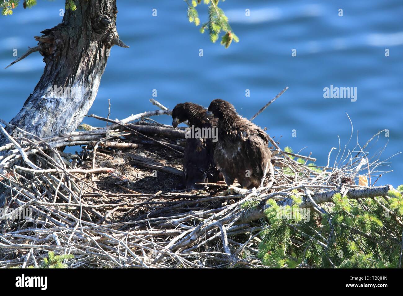 American bald eagle baby hi-res stock photography and images - Alamy