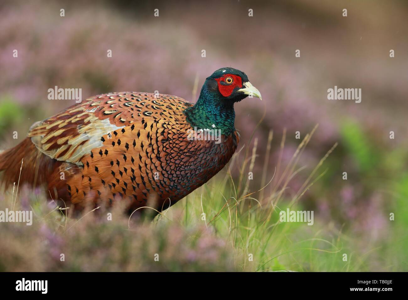 Ring Necked Pheasants High Resolution Stock Photography and Images - Alamy