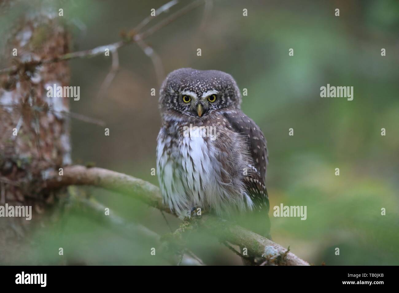 Eurasian pygmy owl Stock Photo - Alamy