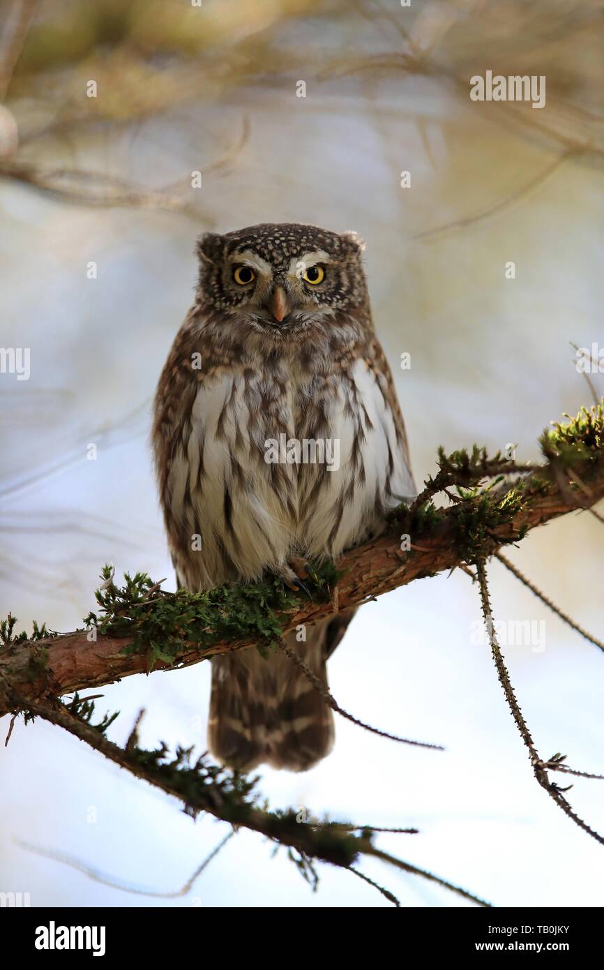 Eurasian pygmy owl Stock Photo - Alamy
