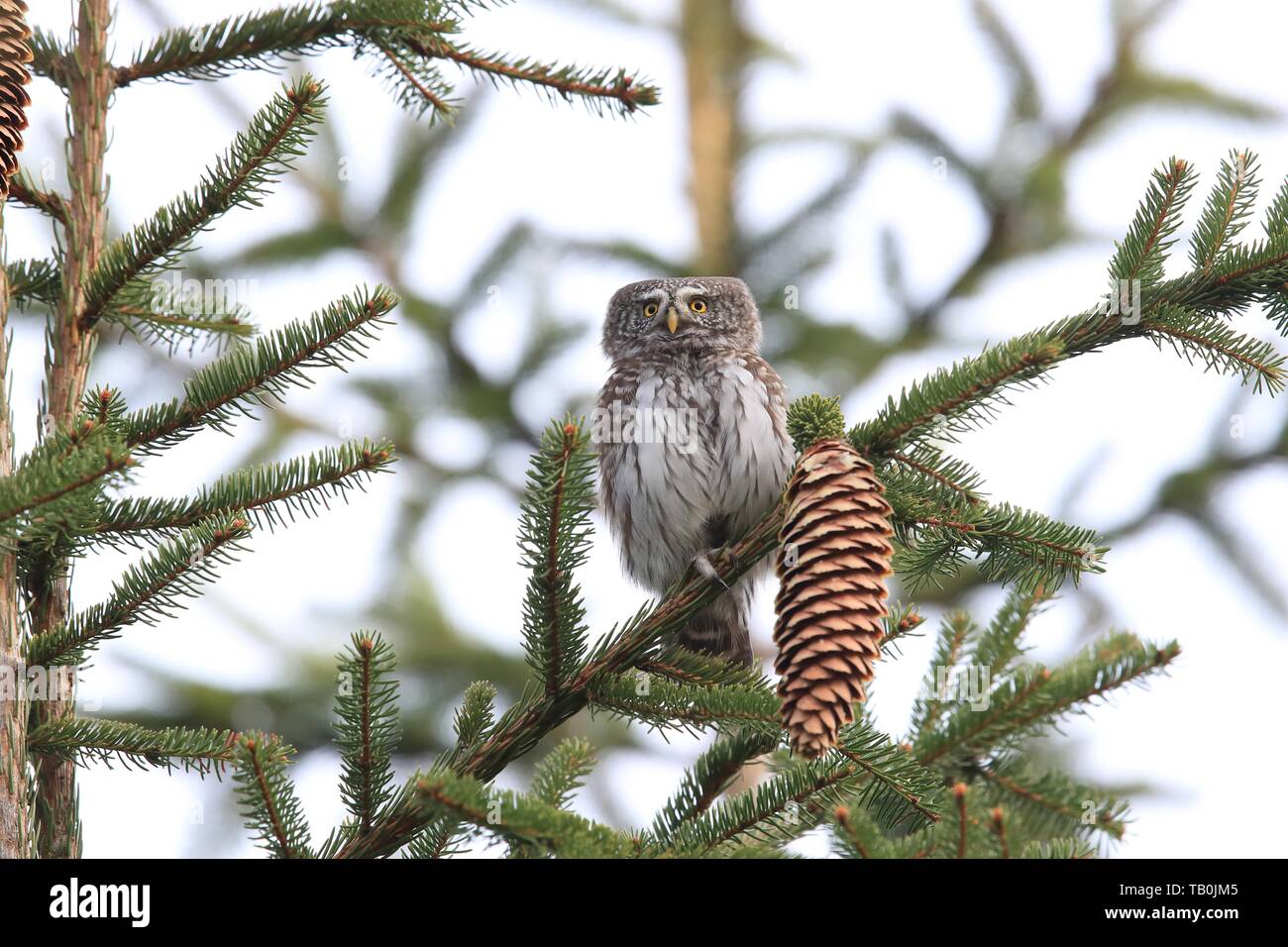 Eurasian pygmy owl Stock Photo - Alamy