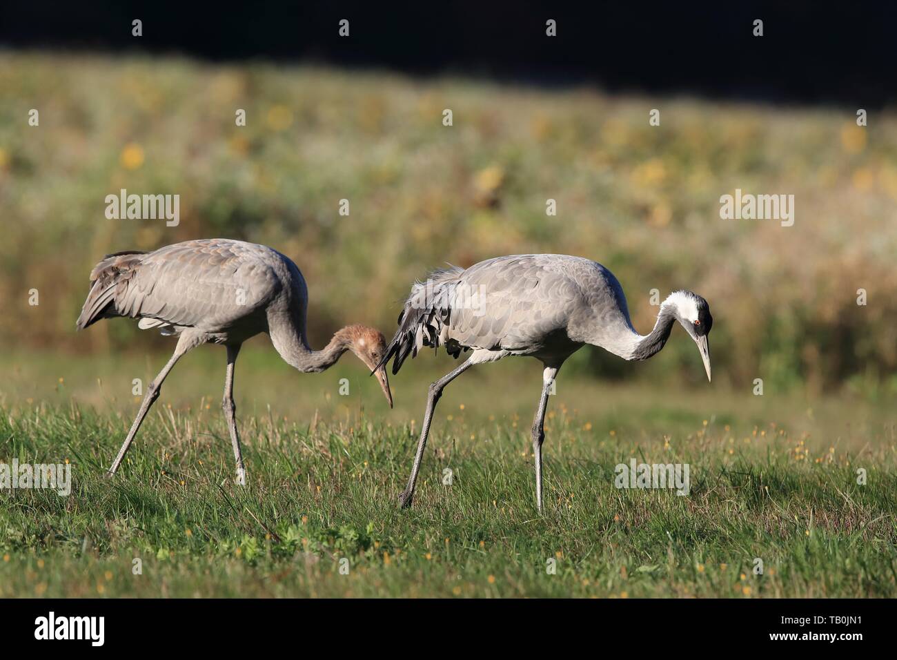 Juvenile common crane eurasian grus hi-res stock photography and images ...