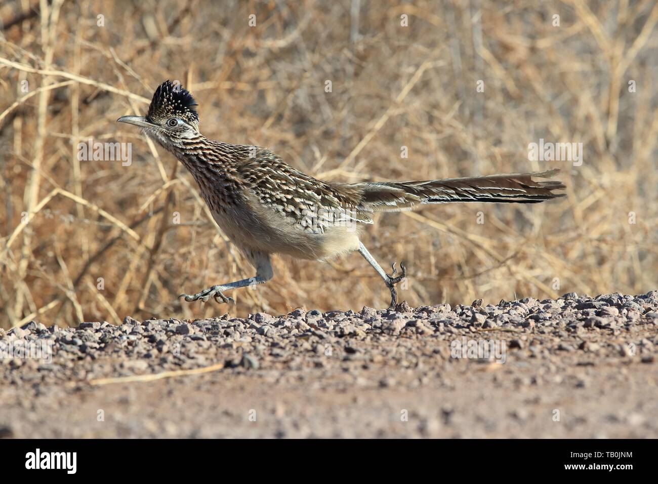Roadrunner running hi-res stock photography and images - Alamy