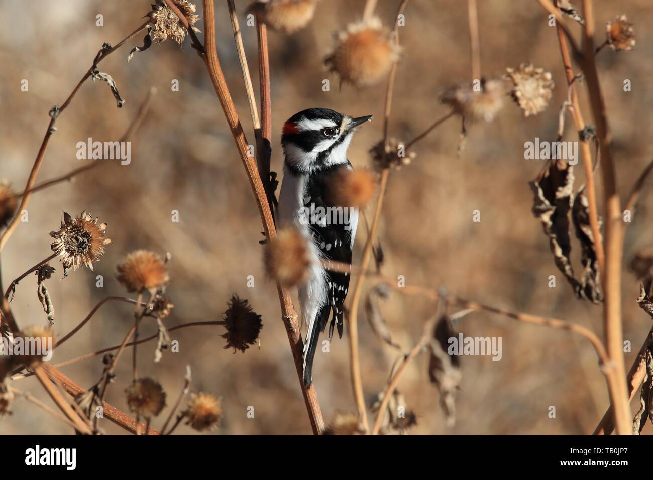 Downy willow hi-res stock photography and images - Alamy