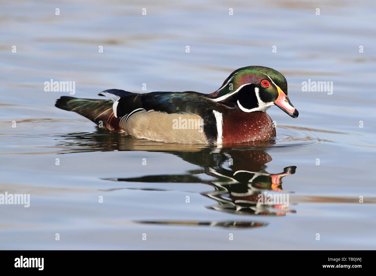 Wood duck males hi-res stock photography and images - Alamy