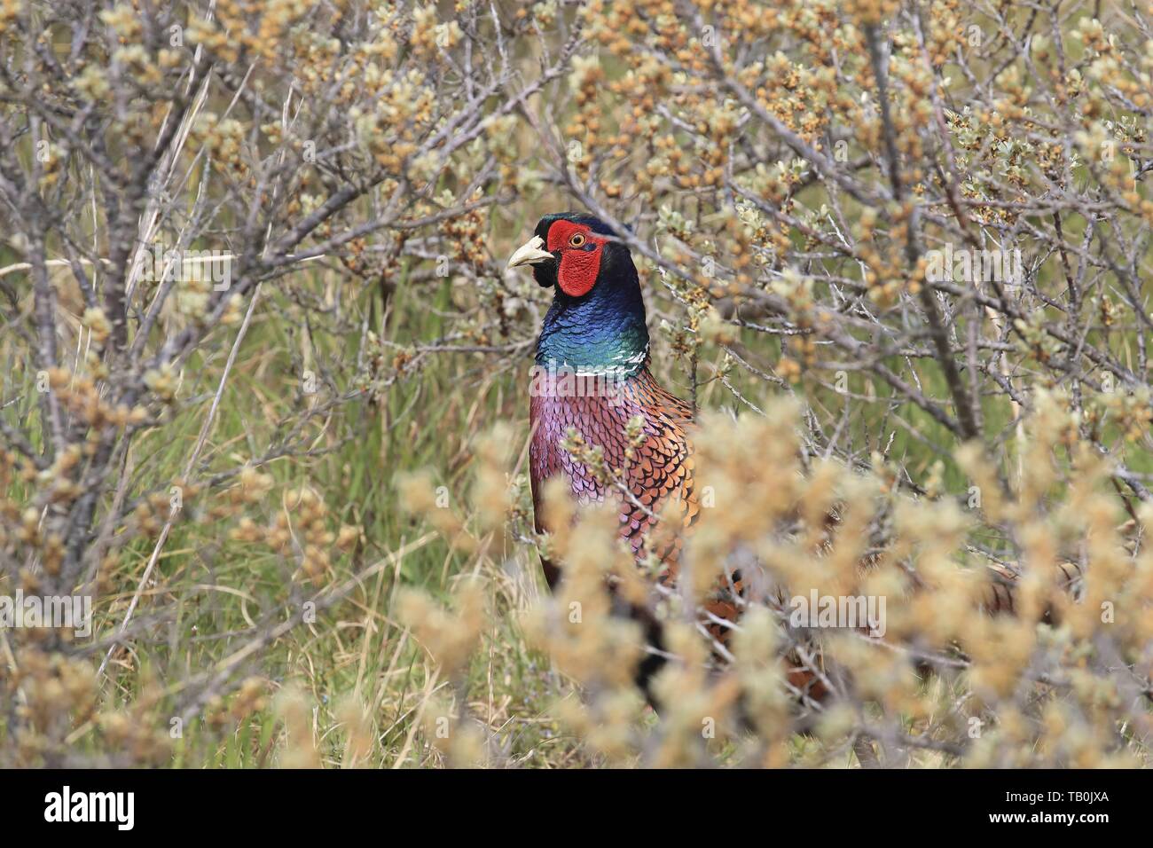 Male pheasant landscape format hi-res stock photography and images - Alamy