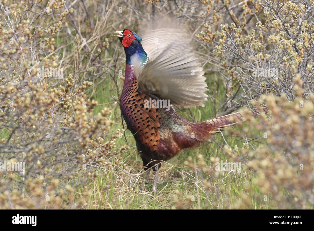 Male pheasant landscape format hi-res stock photography and images - Alamy