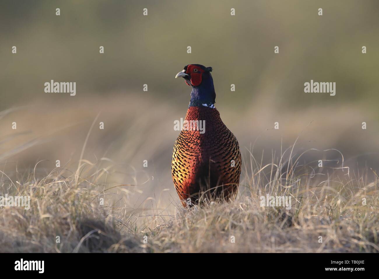 Male pheasant landscape format hi-res stock photography and images - Alamy