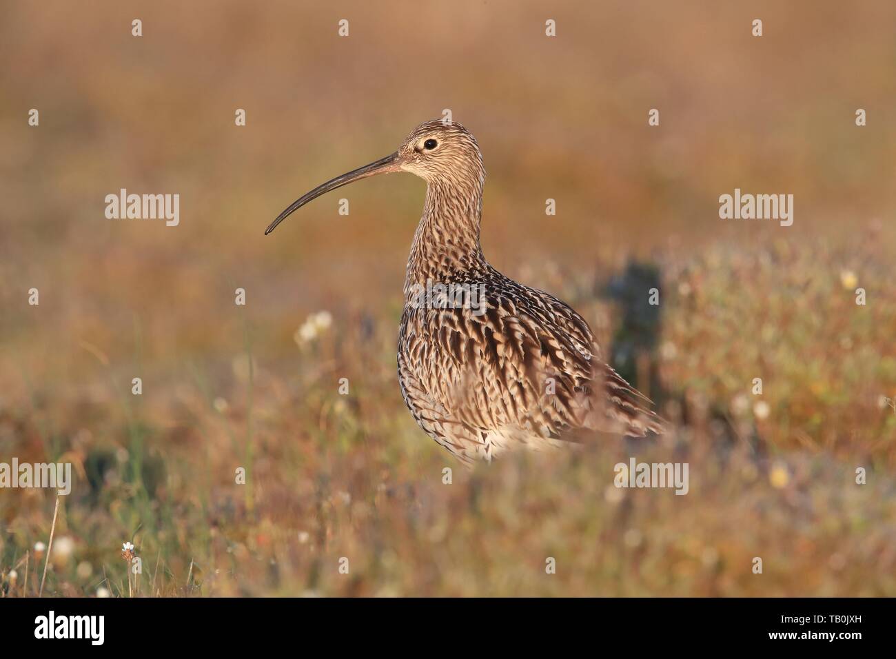 Western curlew hi-res stock photography and images - Alamy