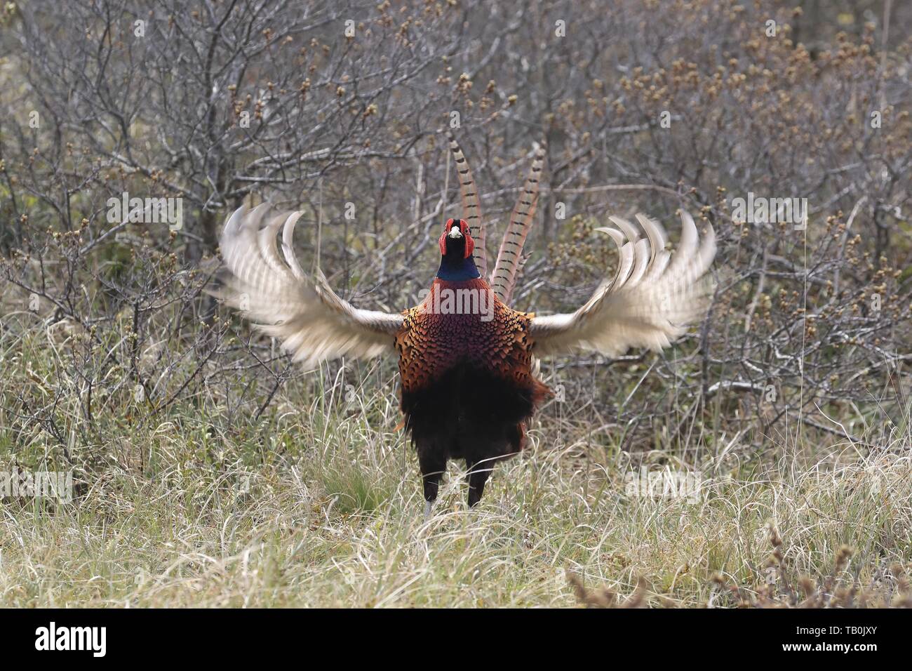 Bush beating hi-res stock photography and images - Alamy