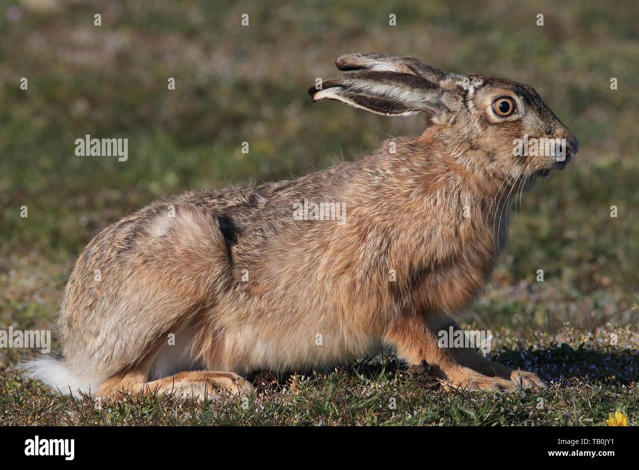 Sitting Hare Side Profile High Resolution Stock Photography and Images ...