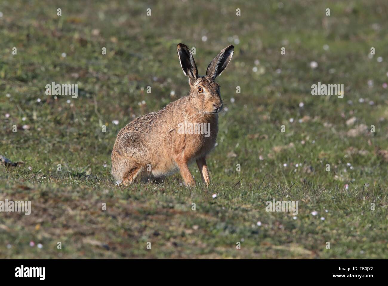 Hare greenfield hi-res stock photography and images - Alamy