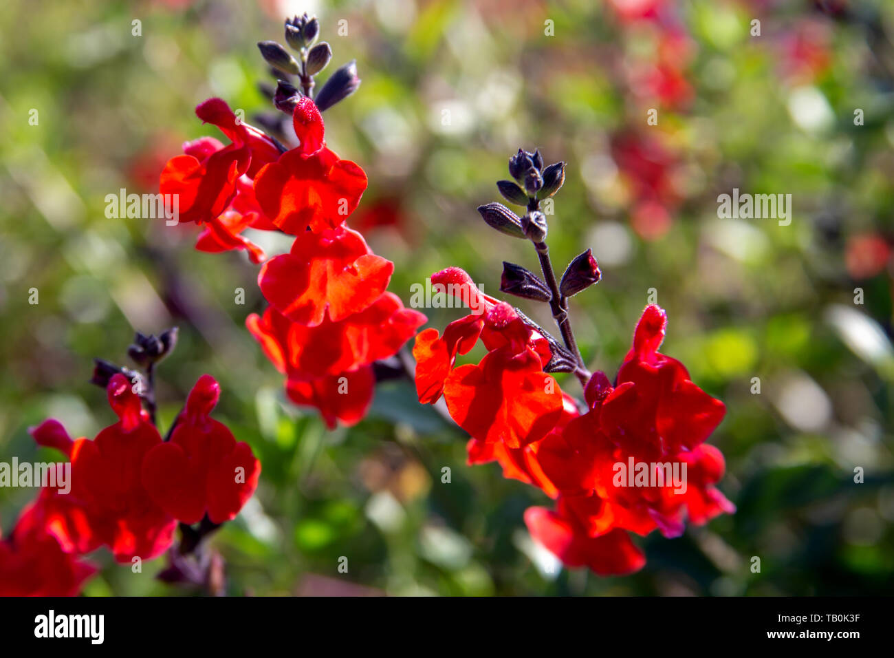 Close up beautiful red rabbits hi-res stock photography and images - Alamy
