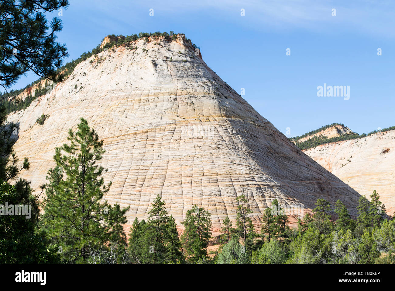 Checkerboard mesa in Zion National Park, with blue sky and pine trees ...