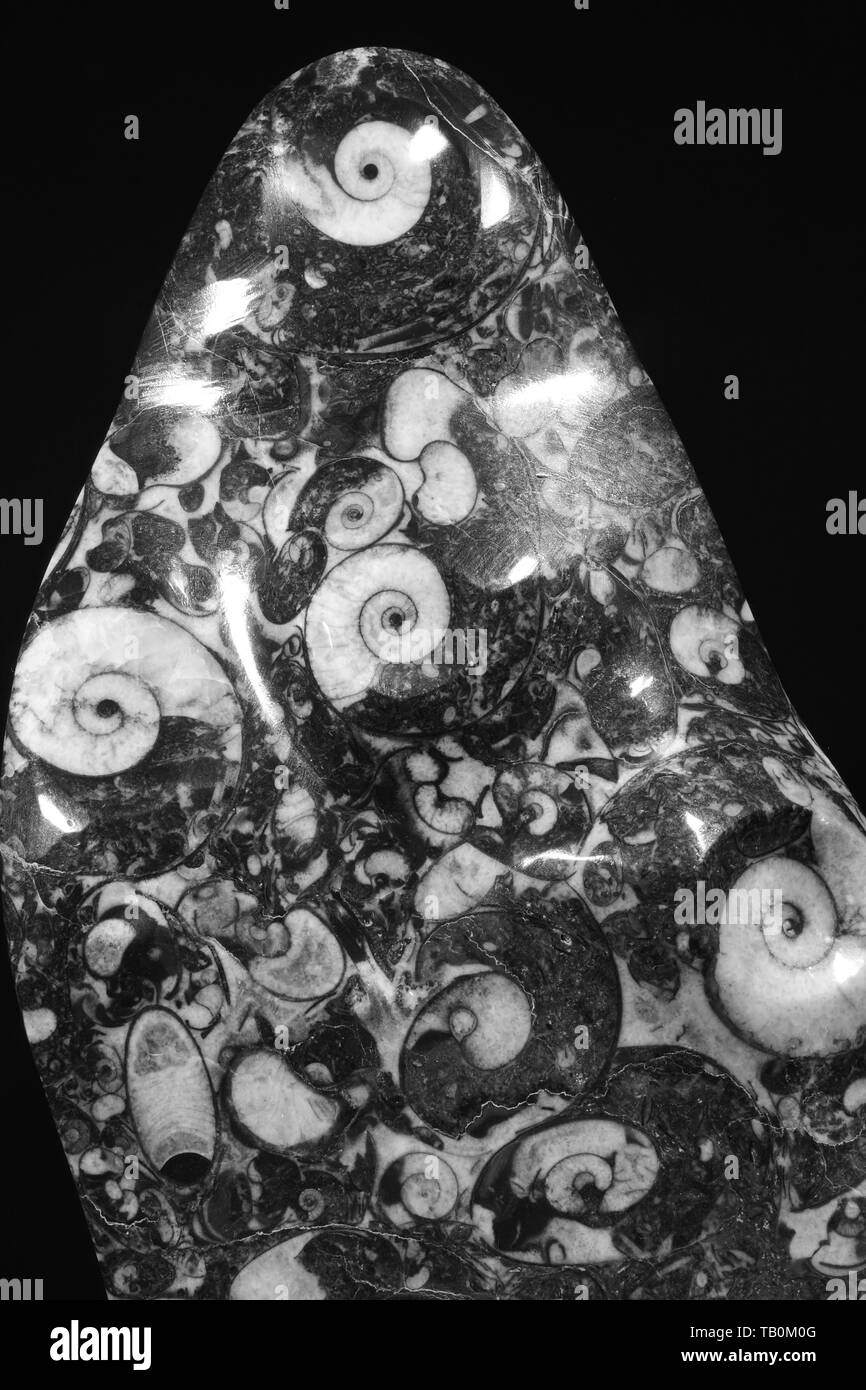 Ammonite tower Black and White Stock Photos & Images - Alamy