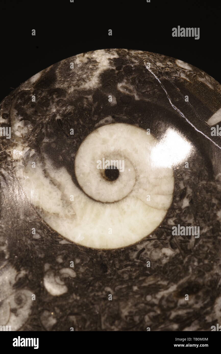 Ammonite tower hi-res stock photography and images - Alamy
