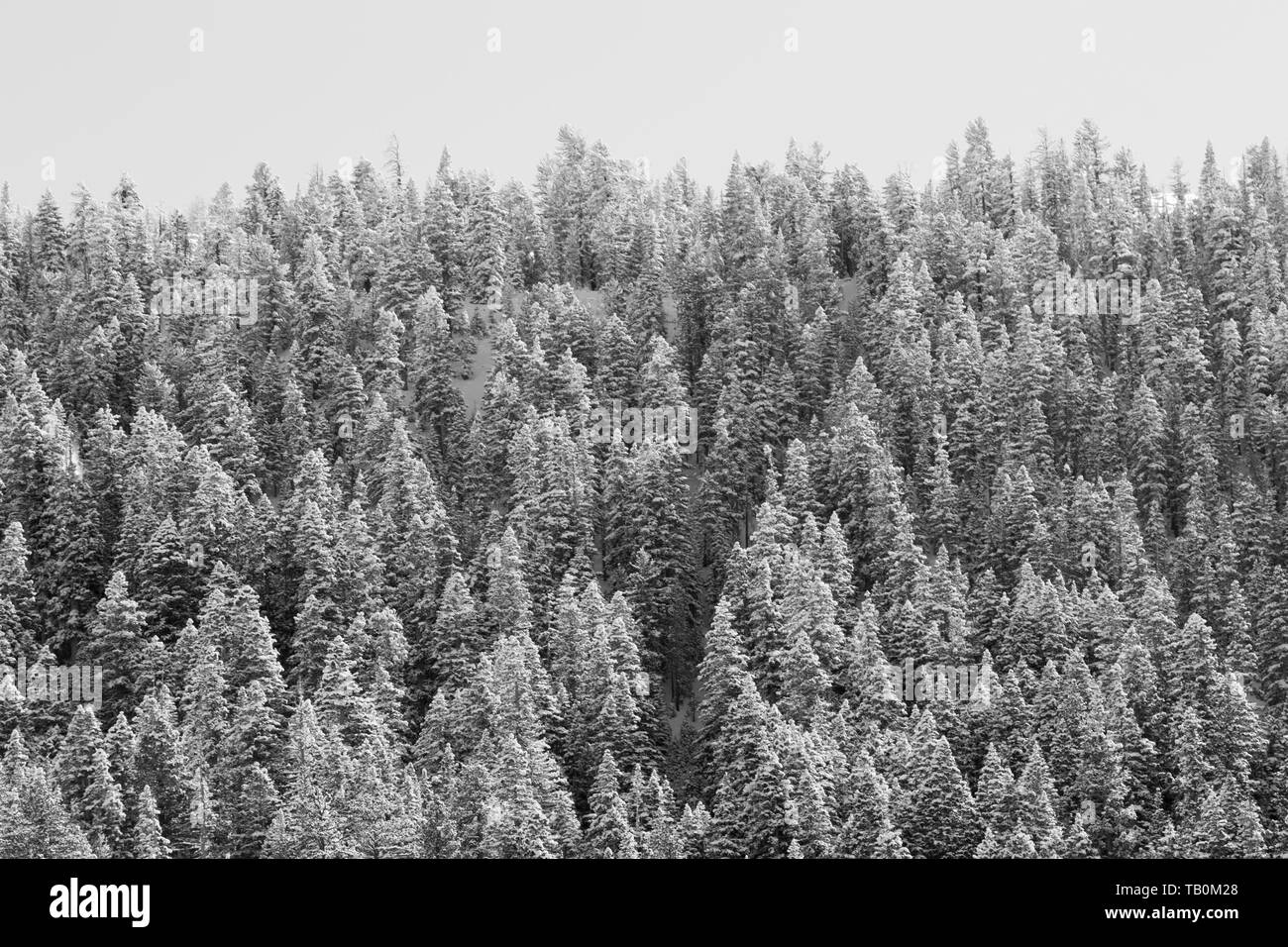 Snowy pine trees in bleak, peaceful winter scene, monochromatic Stock ...