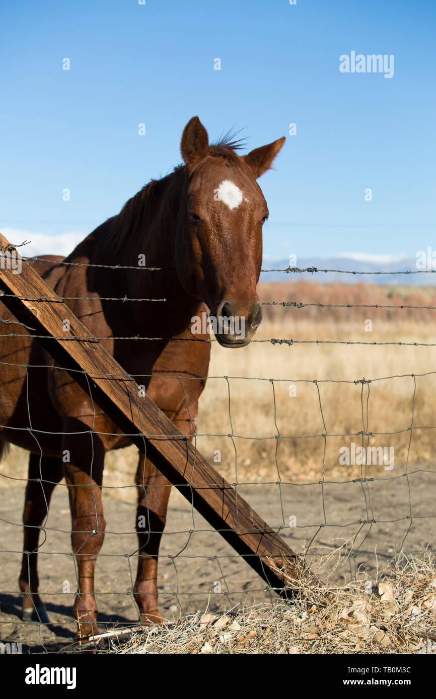 Brown horse with white forehead marking stands at barbed wire fence in ...