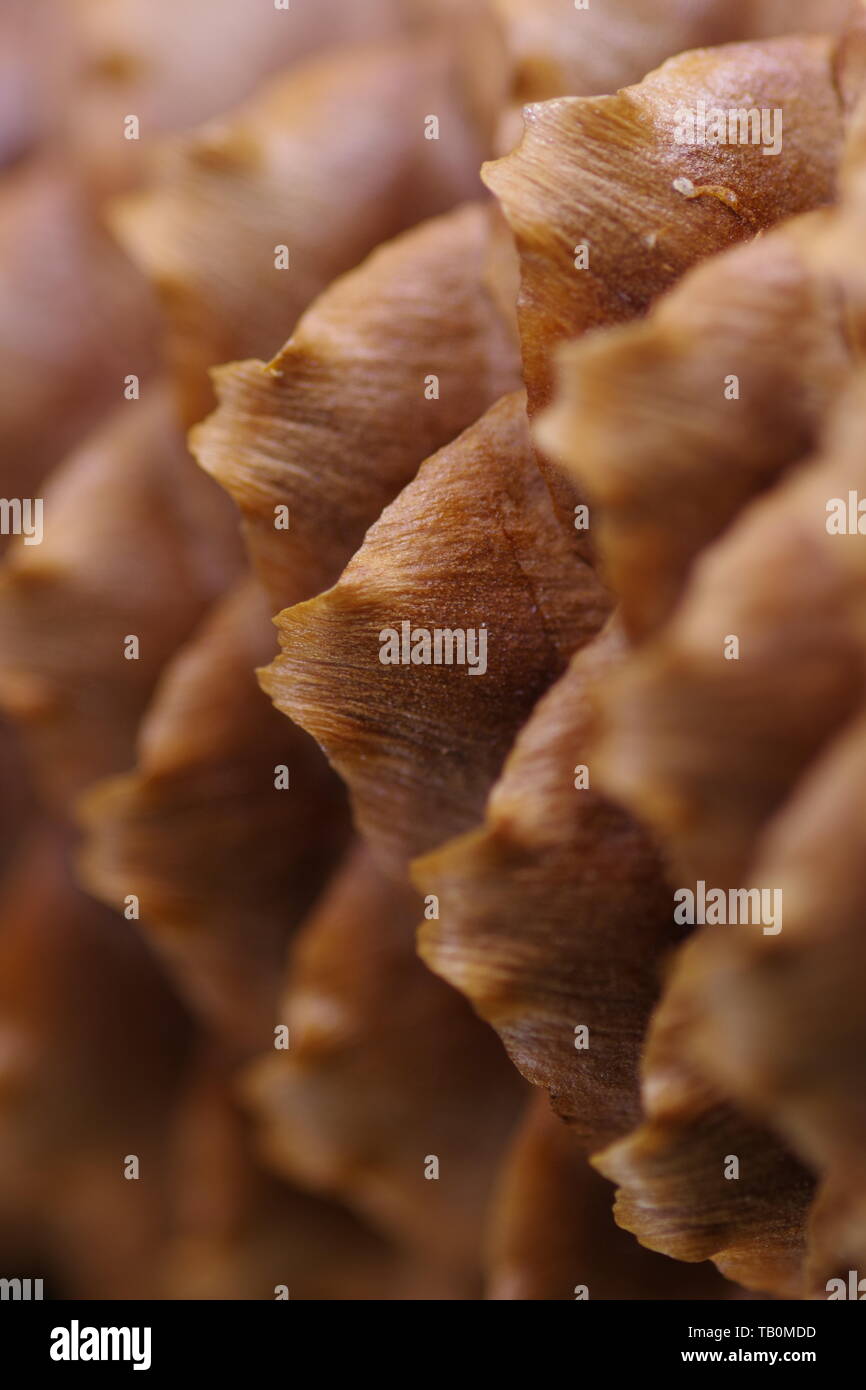 Norwegian spruce pine cone hi-res stock photography and images - Alamy