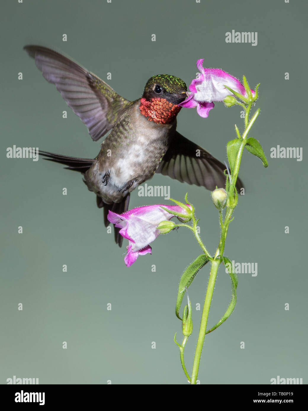 Most beautiful hummingbird hi-res stock photography and images - Alamy