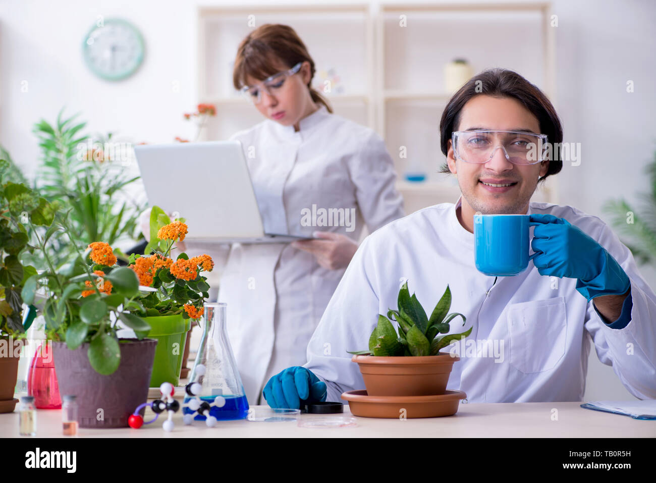 Coffee tree in lab hi-res stock photography and images - Alamy
