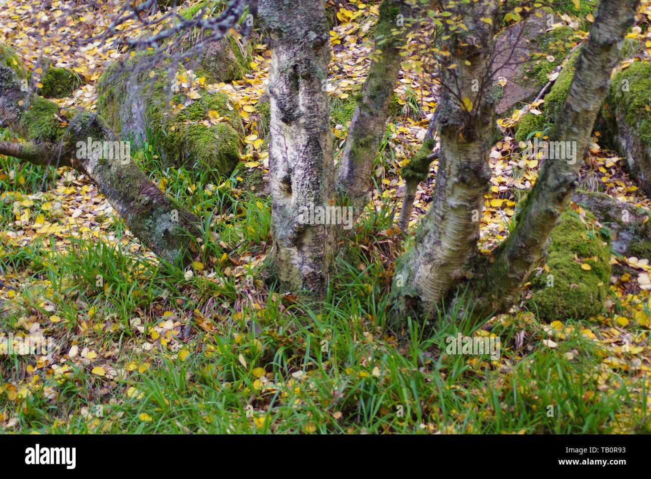Moss covered silver birch tree hi-res stock photography and images - Alamy