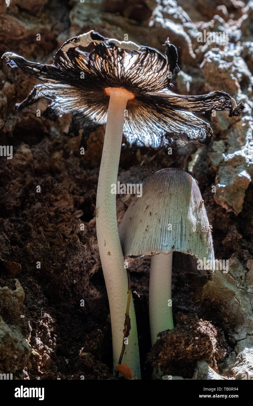 A pair of inky cap mushrooms growing at the base of an oak tree at ...