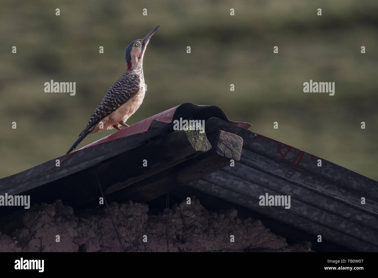 An Andean flicker (Colaptes rupicola) sitting on a roof of a building ...